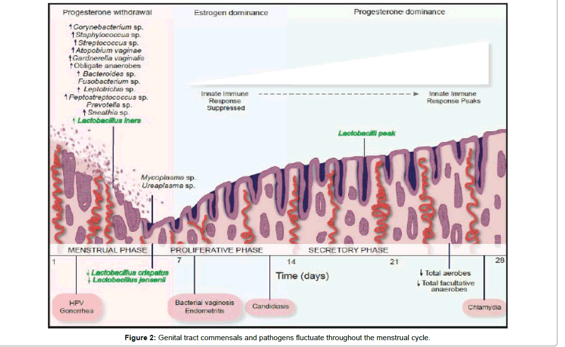 Steroid Hormone Dependent Inflammation and Regulation in the End