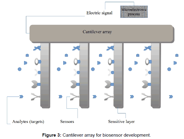 Biosensors in Antimicrobial Drug Discovery: Since Biology until S