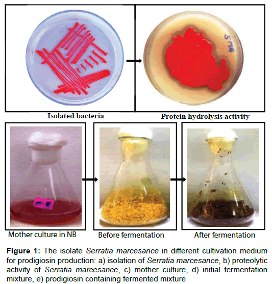 Bioactive Prodigiosin Isolated from Serratia marcescens using Sol