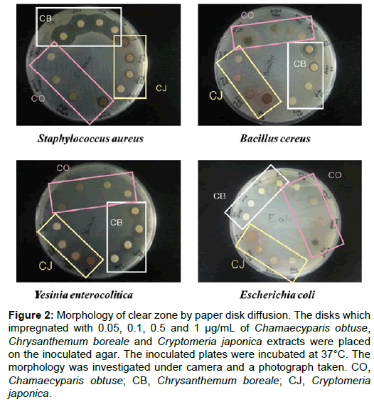Antiviral and Antimicrobial Activity of Medicinal Plant Extracts