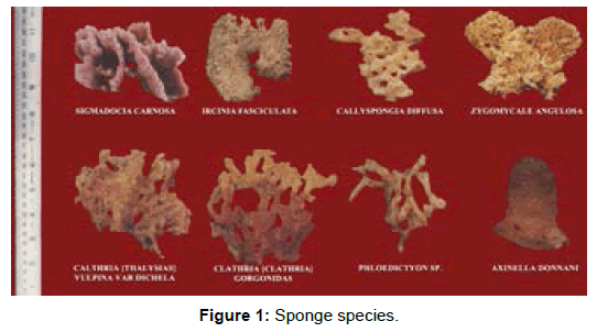 Phylogenetic Investigations on the Endosymbiotic Bacteria of Axinella ...
