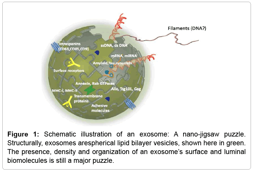 Exosomes: Nanoscale Packages Contain the Health-state [Status Quo