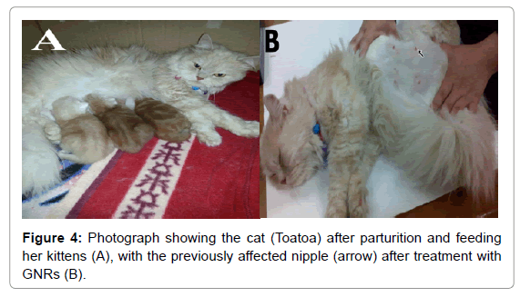 Normal Pregnancy and Lactation in a Cat after Treatment of Mammar