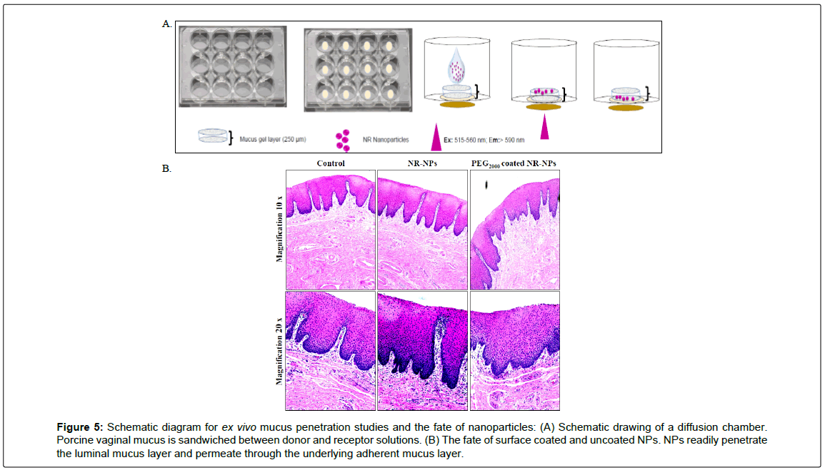 Advanced Mucus Infiltrating Nanoparticles for Microbicide Deliver