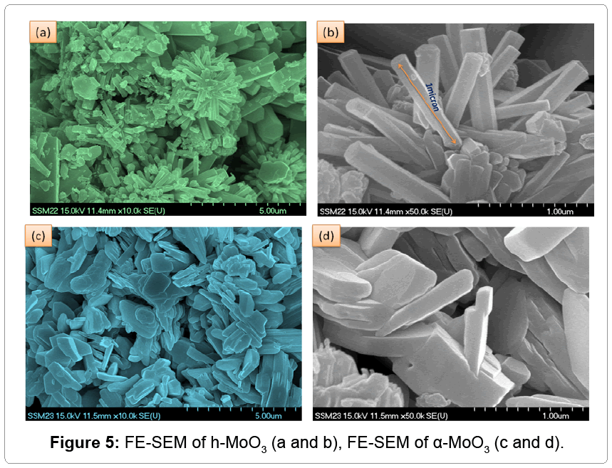 Chemically Grown MoO3 Nanorods for Antibacterial Activity Study