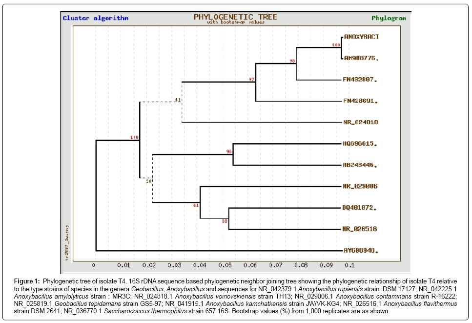 Hexavalent Chromium Reduction by Anoxybacillus rupiensis isolated