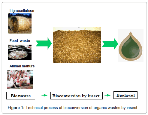 Insect Fat, a Promising Resource for Biodiesel