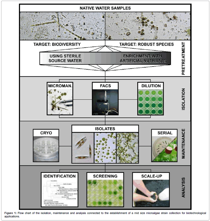 Surveying a Diverse Pool of Microalgae as a Bioresource for Future ...