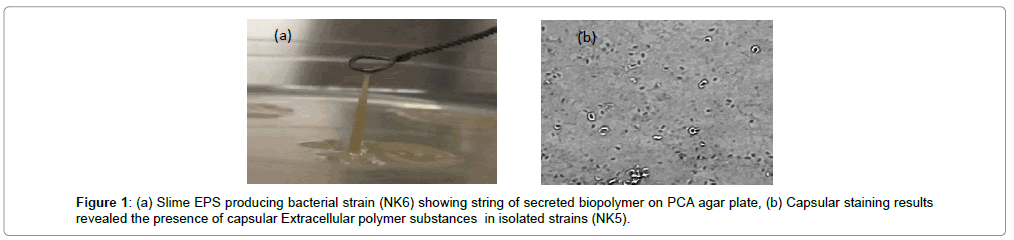 EPS producing microorganisms from municipal wastewater activated sludge