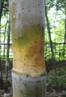 Black List of Unreported Pathogenic Bambusicolous Fungi Limiting the ...