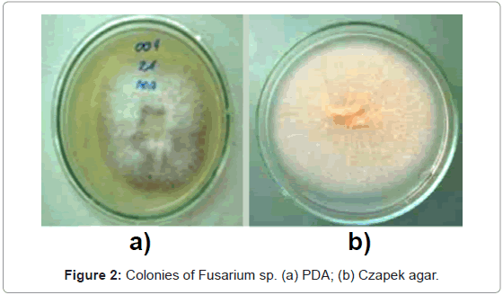 Development and Application of Loop-Mediated Isothermal Amplification ...
