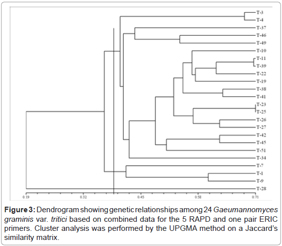 Genetic Diversity of Gaeumannomyces graminis var. tritici Populations ...