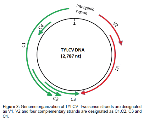 Tomato Yellow Leaf Curl Virus: A Serious Threat to Tomato Plants World Wide