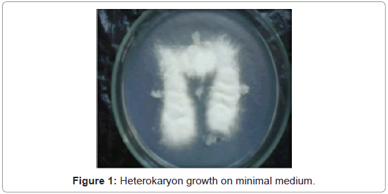 Investigation on Genetic Diversity of Fusarium oxysporum Schlecht ...