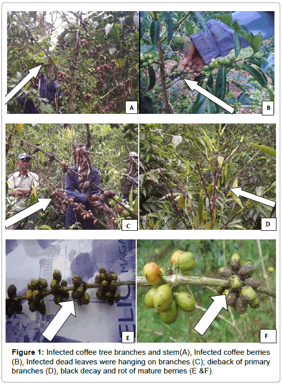 Coffee Thread Blight (Corticium koleroga): a Coming Threat for ...