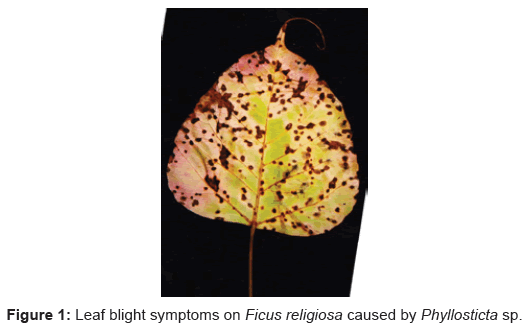 First Report of Leaf Blight on Ficus religiosa caused by Phyllosticta sp.