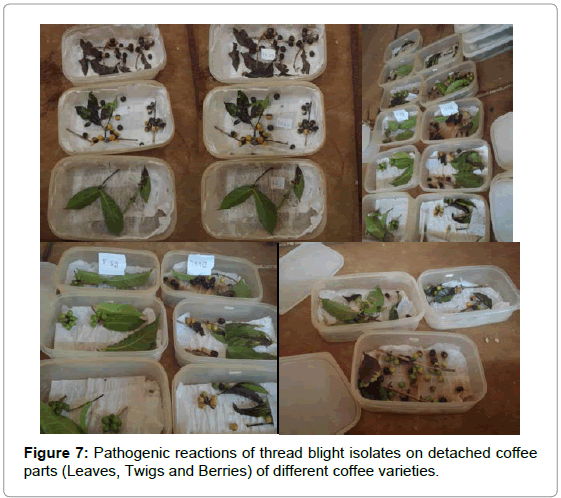 Coffee Thread Blight (Corticium koleroga): a Coming Threat for Et