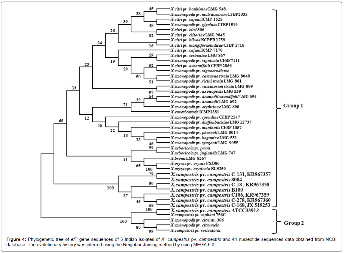 Pathogenic and Genetic Characterization of Xanthomonas campestris Pv ...