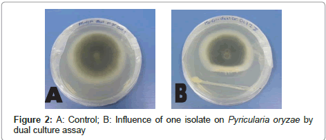 Potential Plant Growth-Promoting Activity of Pseudomonas sp Isolated ...