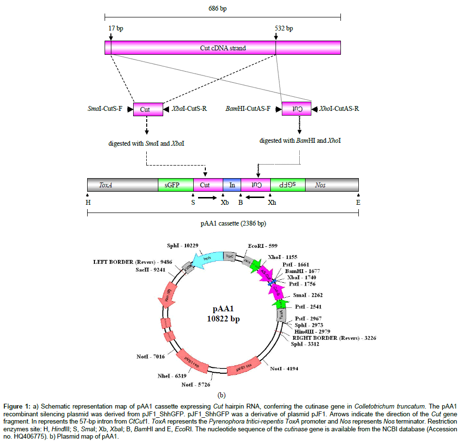 The Role of Cutinase and its Impact on Pathogenicity of Colletotrichum ...