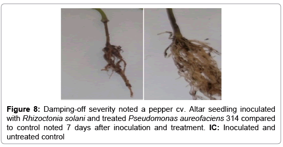 Rhizoctonia Root Rot of Pepper (Capsicum annuum): Comparative ...