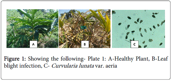 In Vitro Evaluation of Botanicals, Bio-Agents and Fungicides against ...