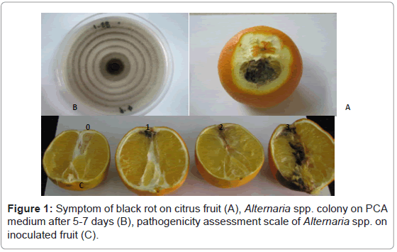 Phylogenetic Analysis of Alternaria species Associated with Citrus ...