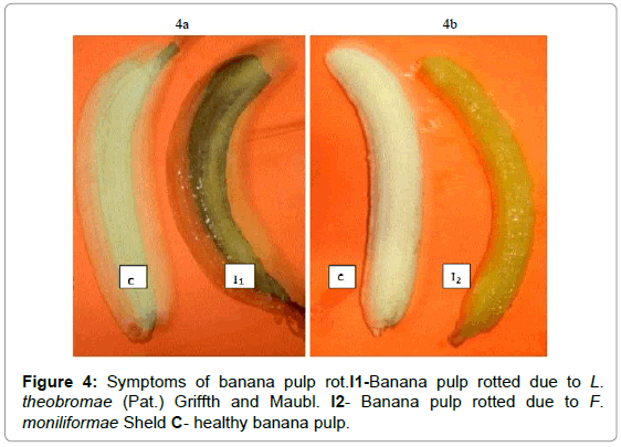 Management of Banana (Musa Paradisiaca 1 L) Fruit Rot Diseases using ...