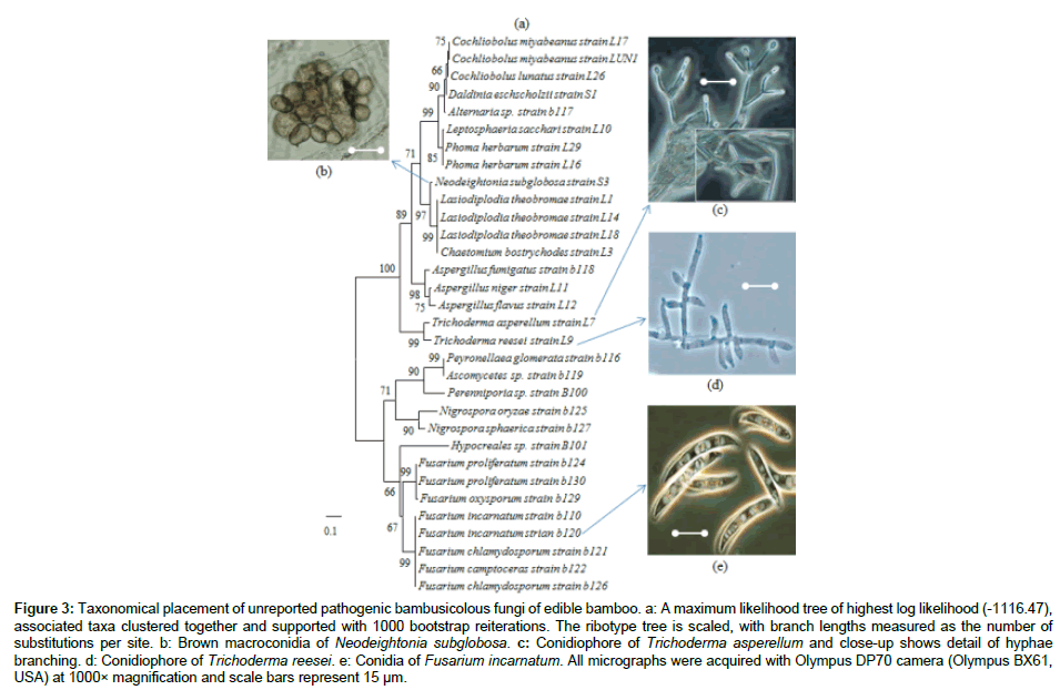 Black List of Unreported Pathogenic Bambusicolous Fungi Limiting the ...
