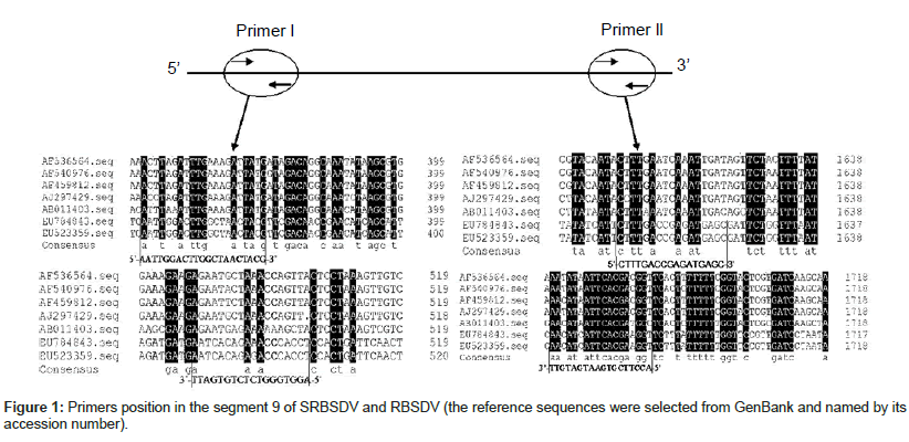 Development of a Real-time RT-PCR Method for Rapid Detection and ...