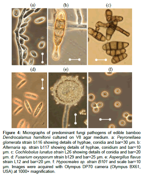 Black List of Unreported Pathogenic Bambusicolous Fungi Limiting the ...