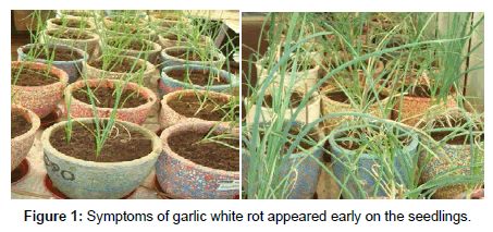 Integrated Management of Garli c White Rot (Sclerotium cepivorum Berk ...