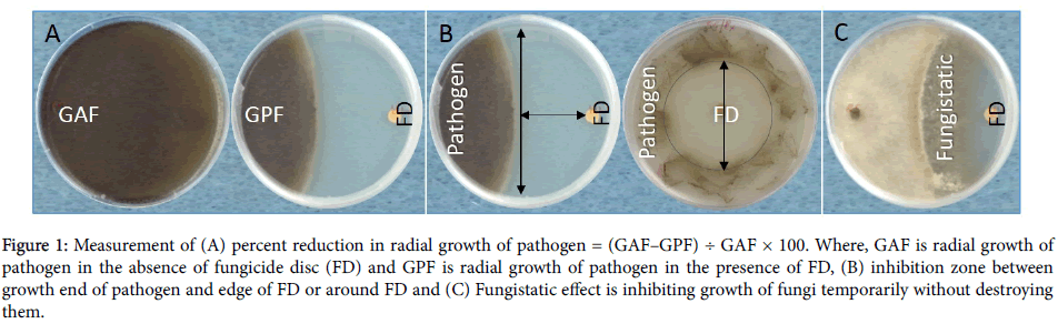 In Vitro Evaluation of Commercial Fungicides against some of the