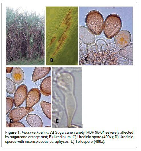 Record of Sugarcane Orange Rust in the Lowland Tropics of Santa Cruz ...