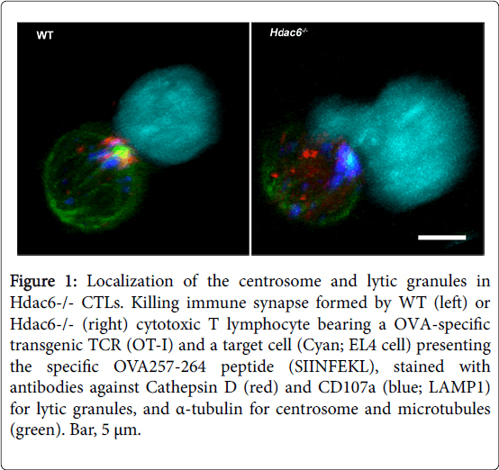 HDAC6 is a Regulator of CTL Function through Control of Lytic Granule ...