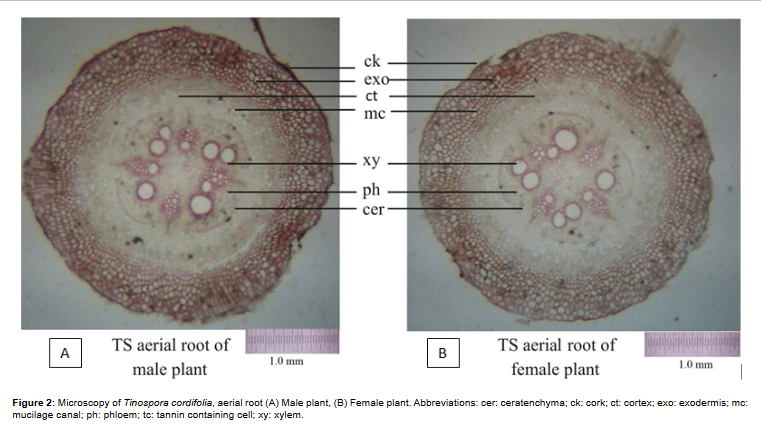 Pharmacognostic Analysis of Tinospora cordifolia (Thunb.) Miers, with ...