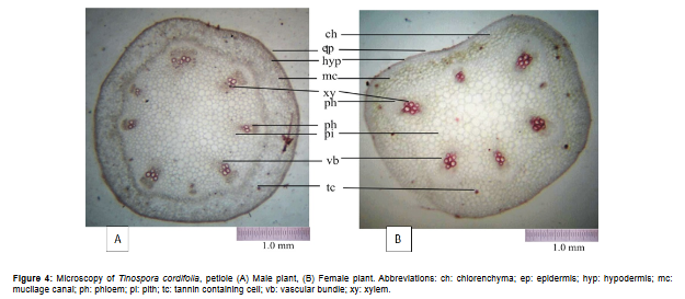 Pharmacognostic Analysis of Tinospora cordifolia (Thunb.) Miers, with ...