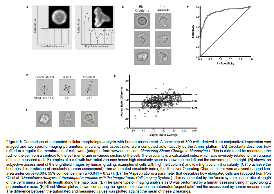 Quantitative Image Analysis of Cellular Morphology Using Amnis ...