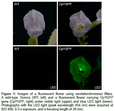 Fluorescence: A New Trait for Flowers