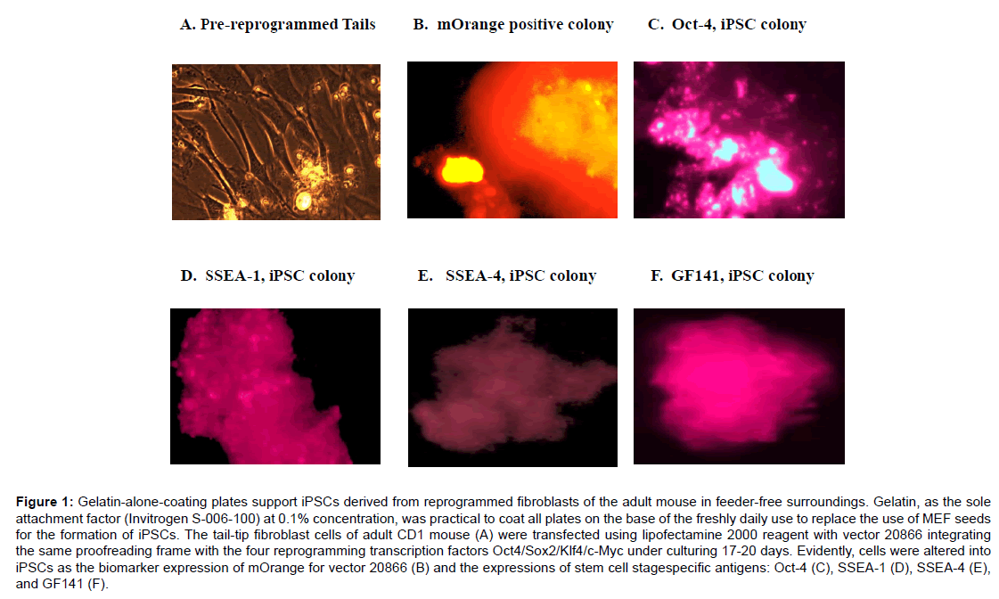 Gelatin Endorses the Pluripotent Stem Cells from the Reprogrammed ...