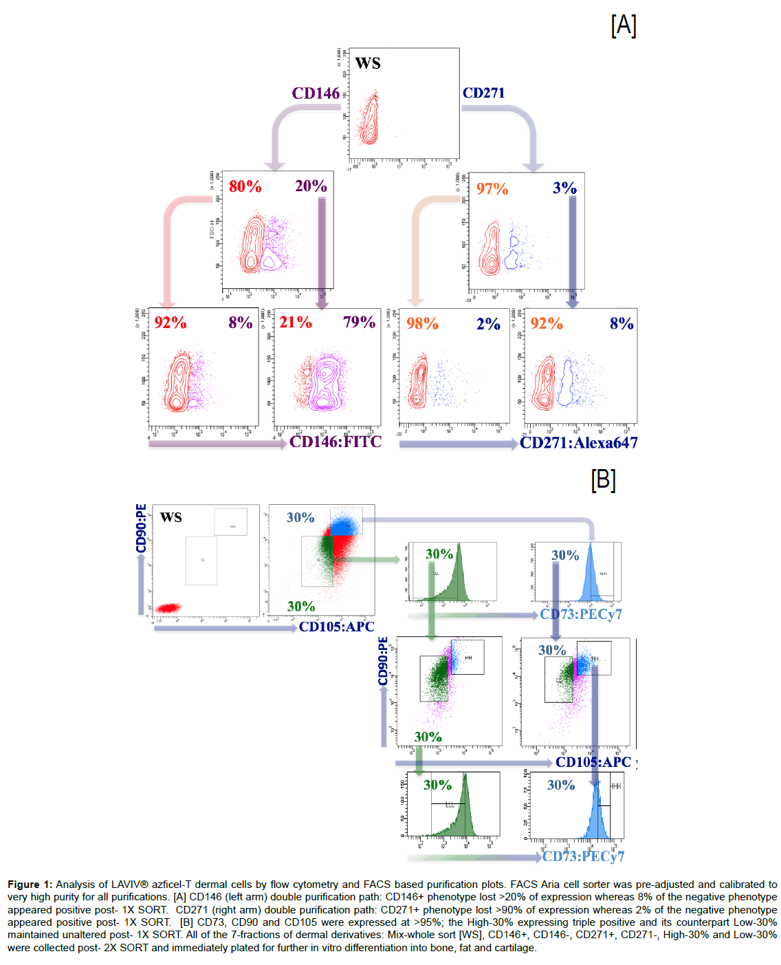 Adult Stem Cell Subsets from Human Dermis
