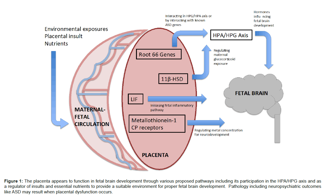 A Review of the Placenta and Trophoblast Induced Pluripotent Stem Cells ...