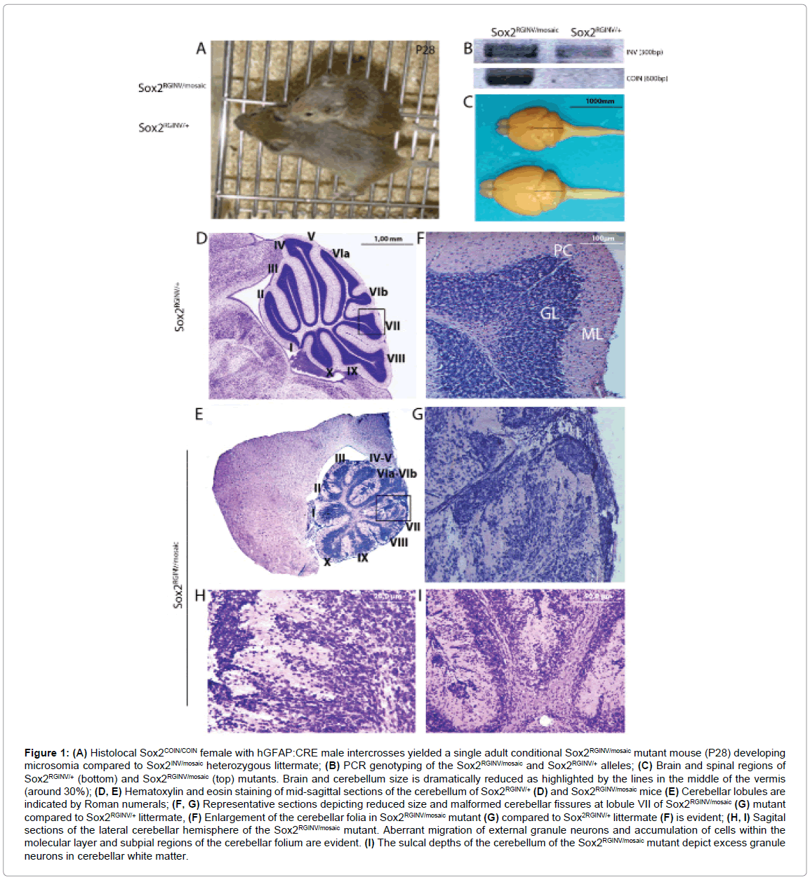 A Role for Sox2 in the Adult Cerebellum