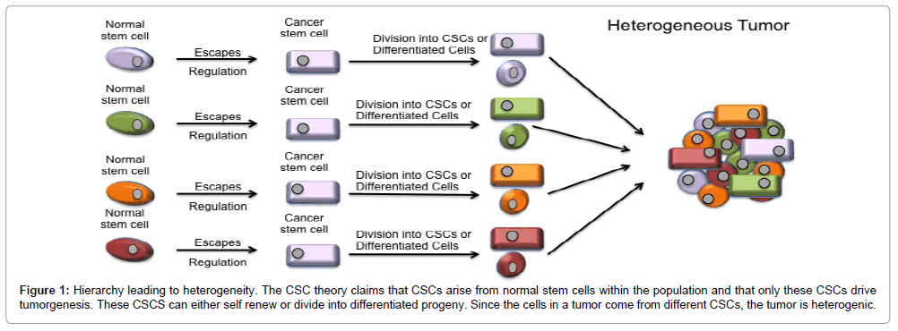 Cancer Stem Cells: Cellular Plasticity, Niche, and its Clinical Relevance