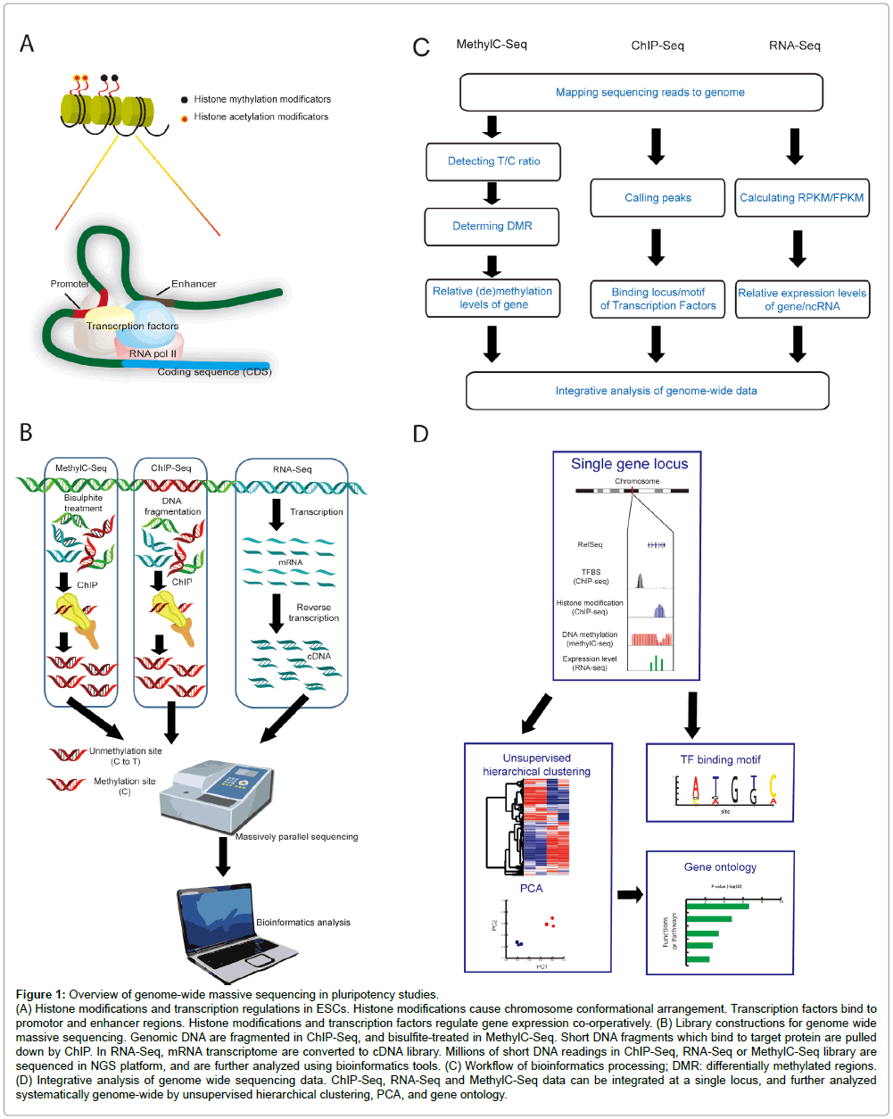 Genome-wide Massive Sequencing in Embryonic Stem Cell Biology:Recent ...
