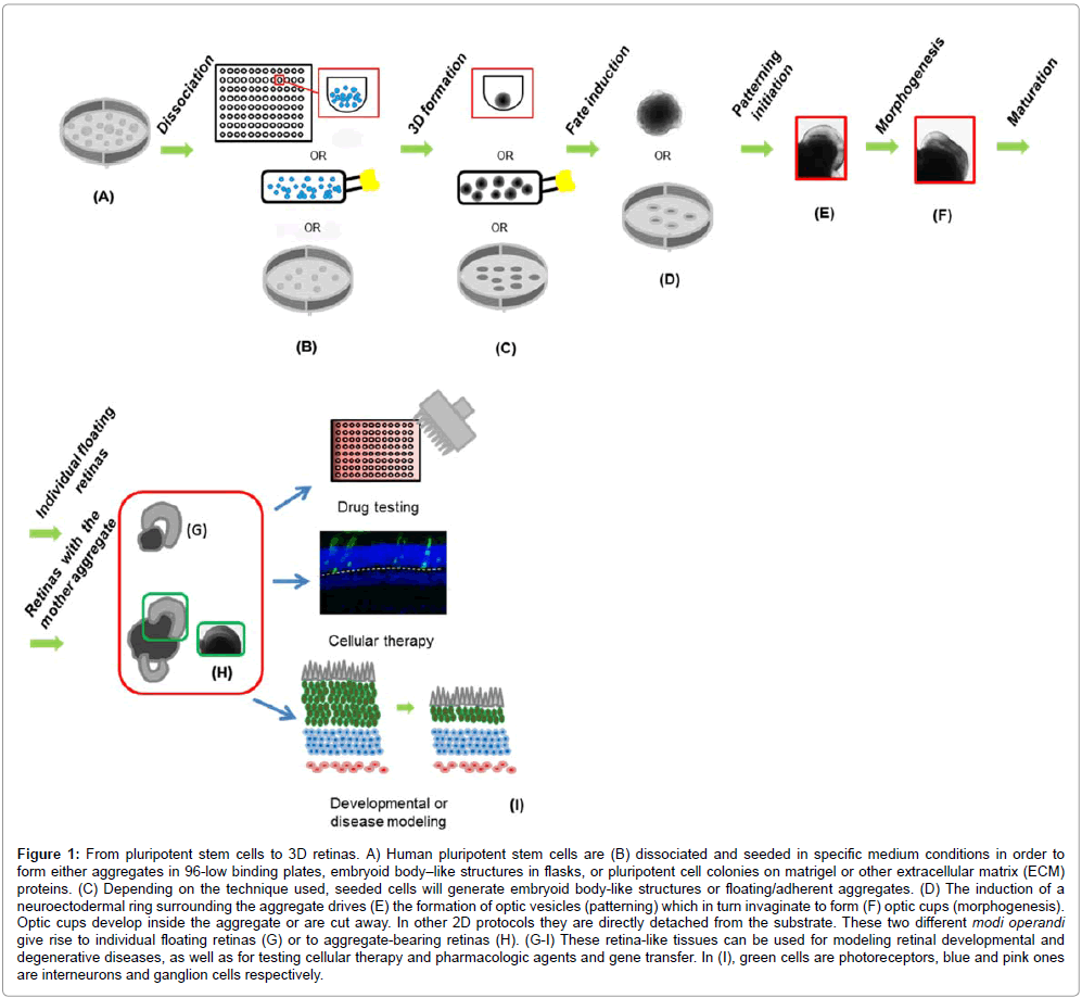 An Advocacy for the Use of 3D Stem Cell Culture Systems for the Development of Regenerative ...