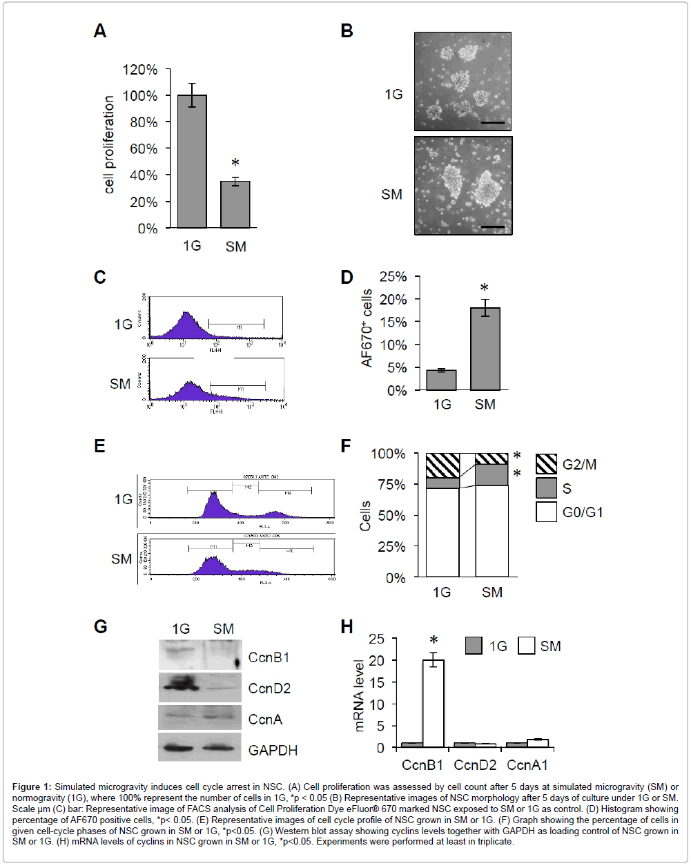 Consequences of Simulated Microgravity in Neural Stem Cells: Biol