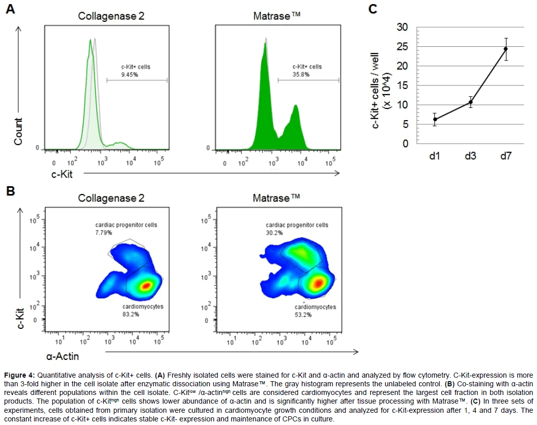 Improved Method for Isolation of Neonatal Rat Cardiomyocytes with ...