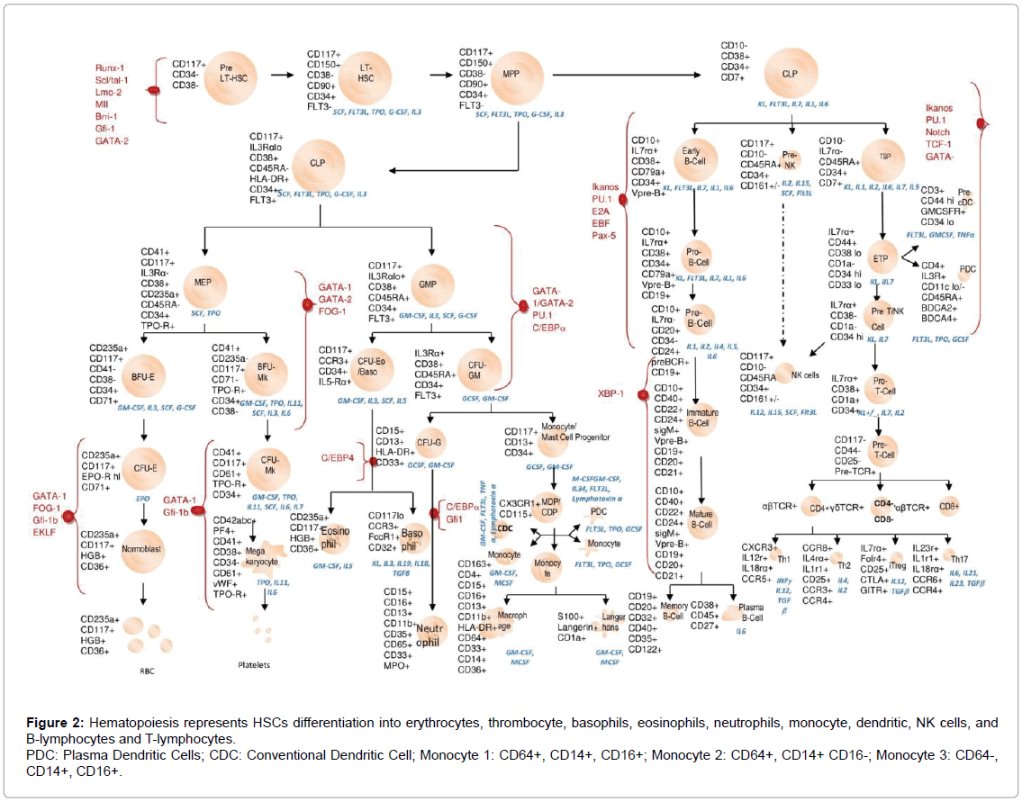 Hematopoietic Stem Cell Molecular Targets and Factors Essential for ...