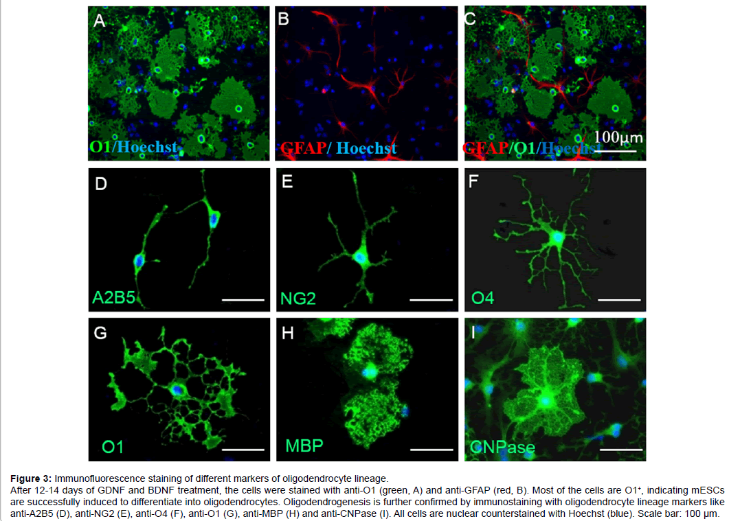 Myelination of Motor Neurons Derived from Mouse Embryonic Stem Cells by ...